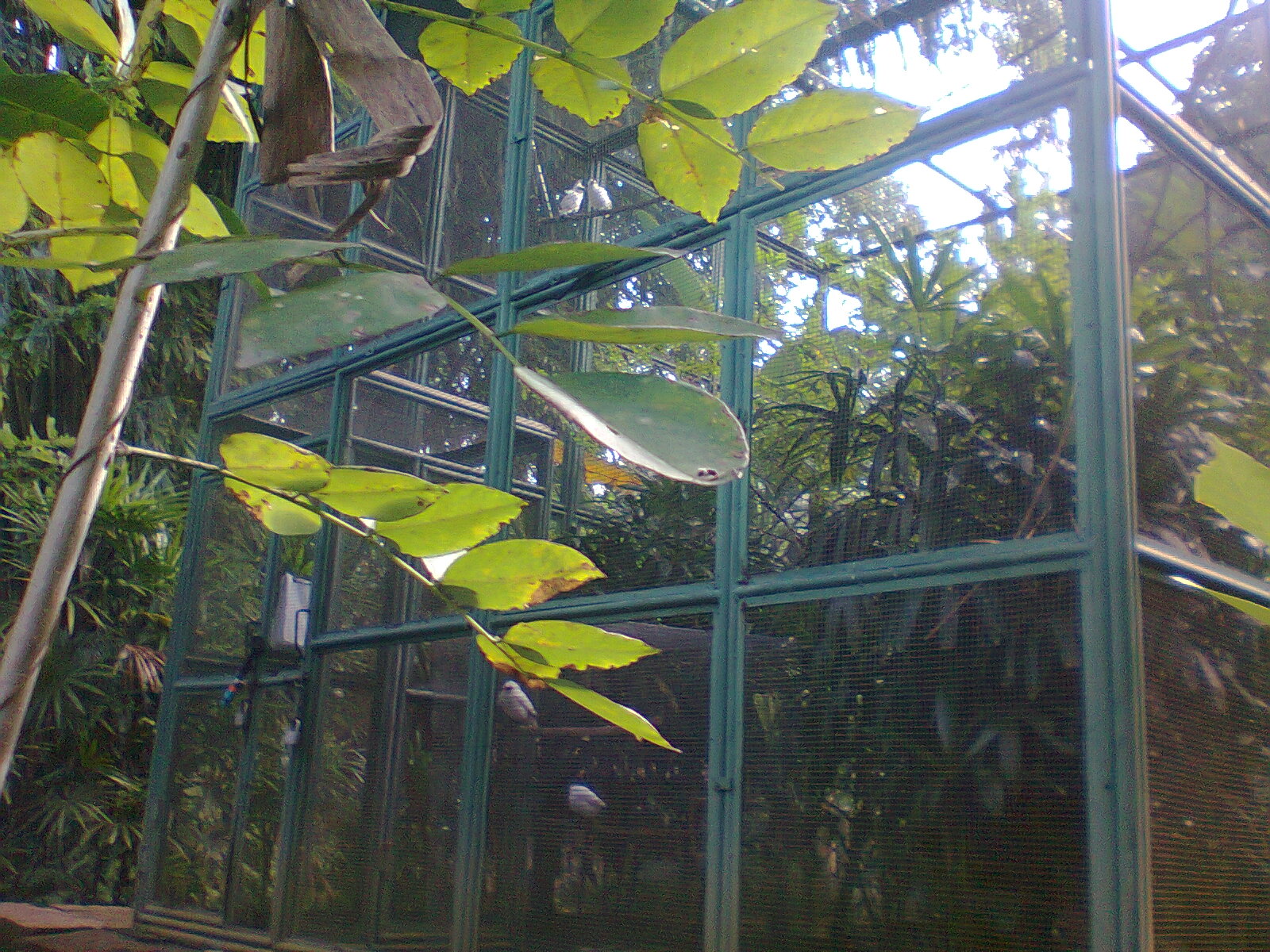 Green School Visit